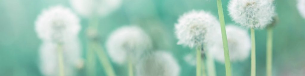 Pellowah Workshops - Emeraldine Energy Therapies